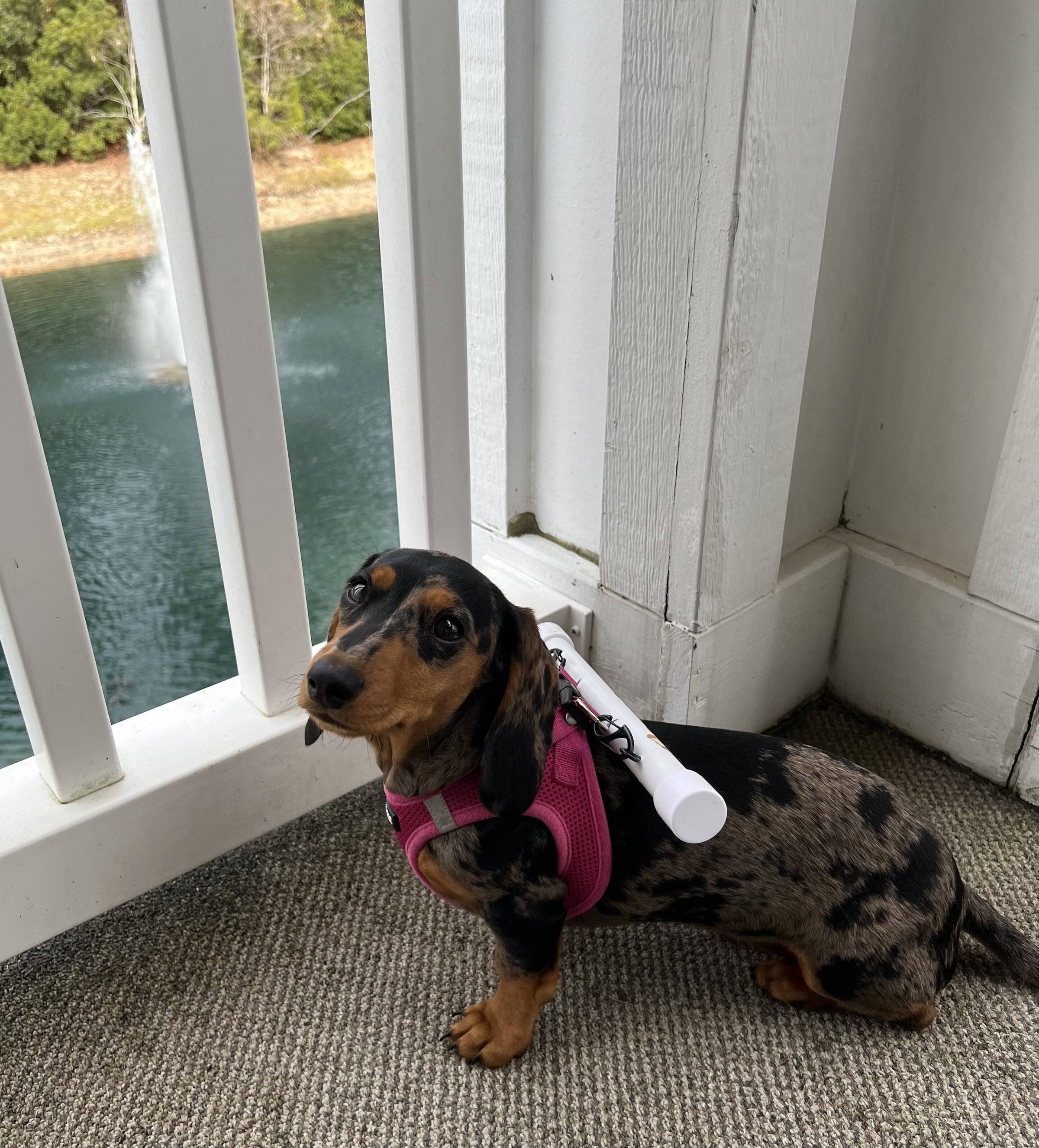 Home | Picket Protector