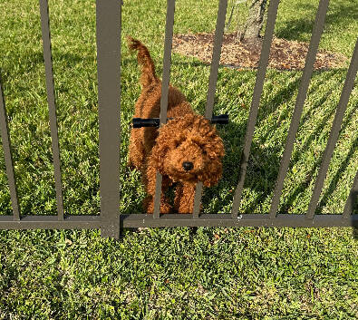 Home | Picket Protector